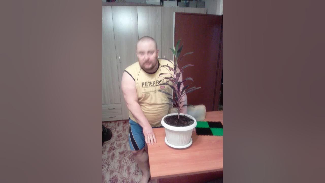 Защита цветочных горшков от домашних кошек - YouTube