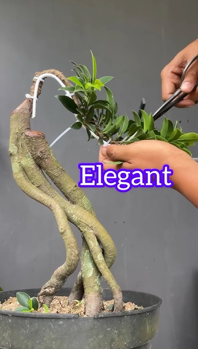 The Beauty of Elegant Ficus Bonsai Tree - YouTube