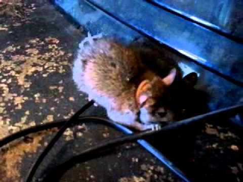 Dying-Rat-2011-06-05-12-14-19 - YouTube