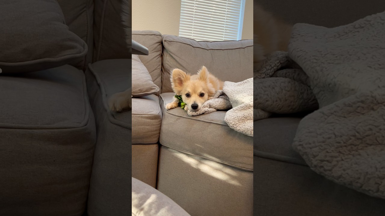 But he’s soooo cute! #dog #short #dogsofyoutube #cutedog #cute #funny ...