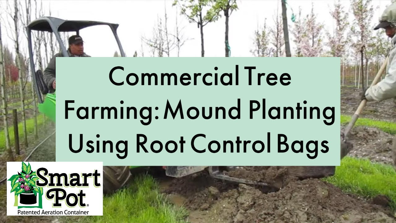 Commercial Tree Farming; Mound Planting Using Root Control Bags - YouTube