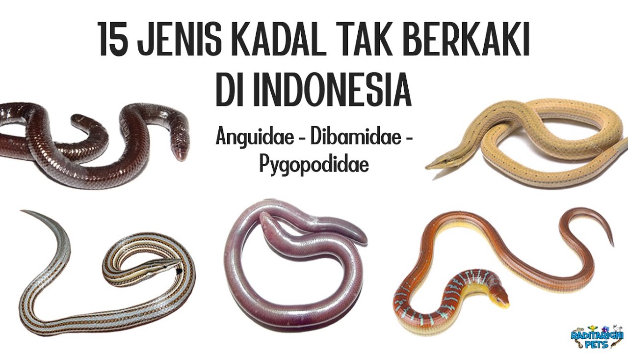 15 Jenis Kadal Tak Berkaki (Legless lizard, Glass lizard, Blind lizard ...
