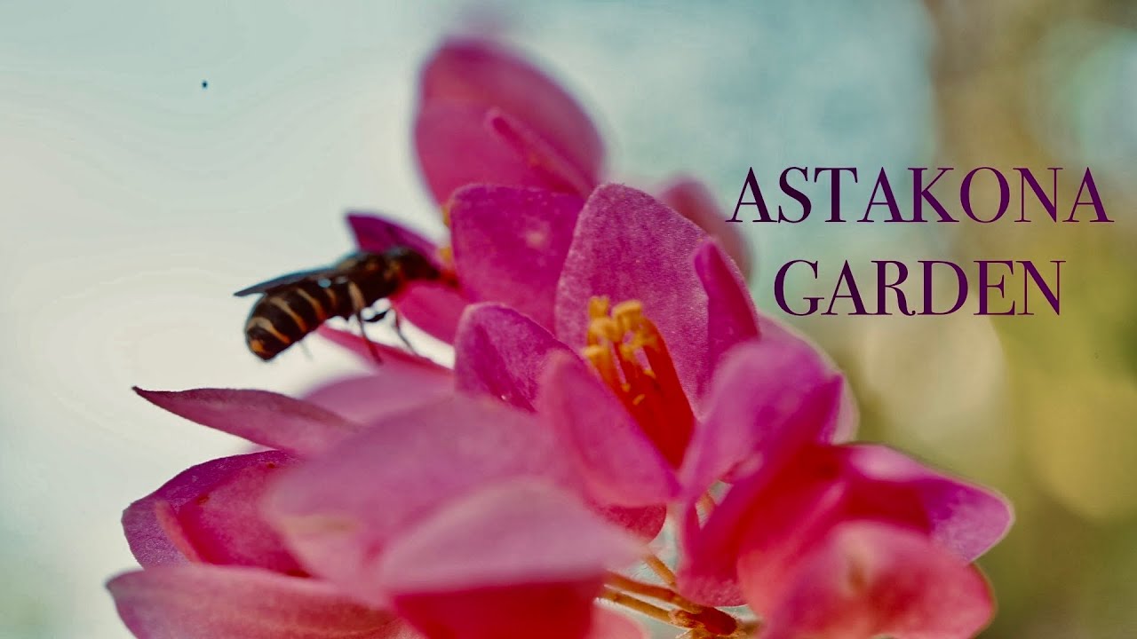 ASTAKONA Garden - Cinematic shots of ZVE1 & 50mm f2.8 macro - YouTube