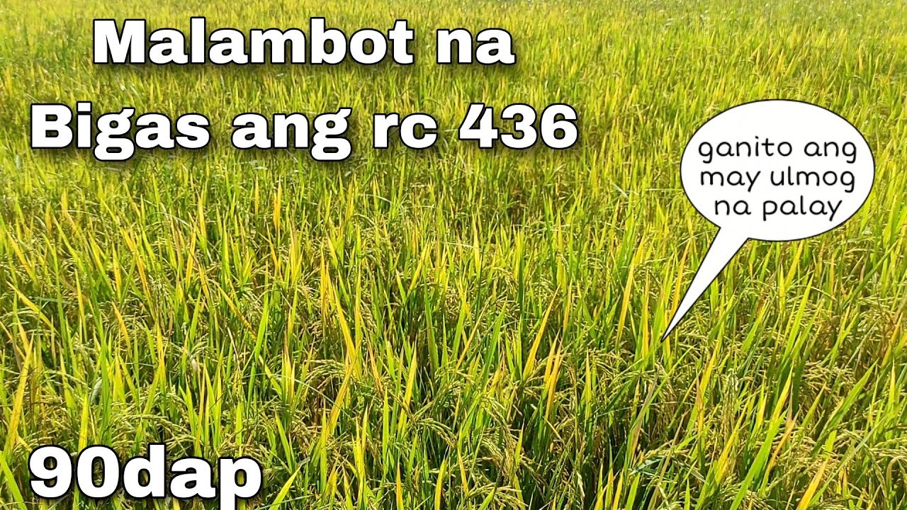 NSIC RC 436 (inbred) Malambot na Bigas - YouTube