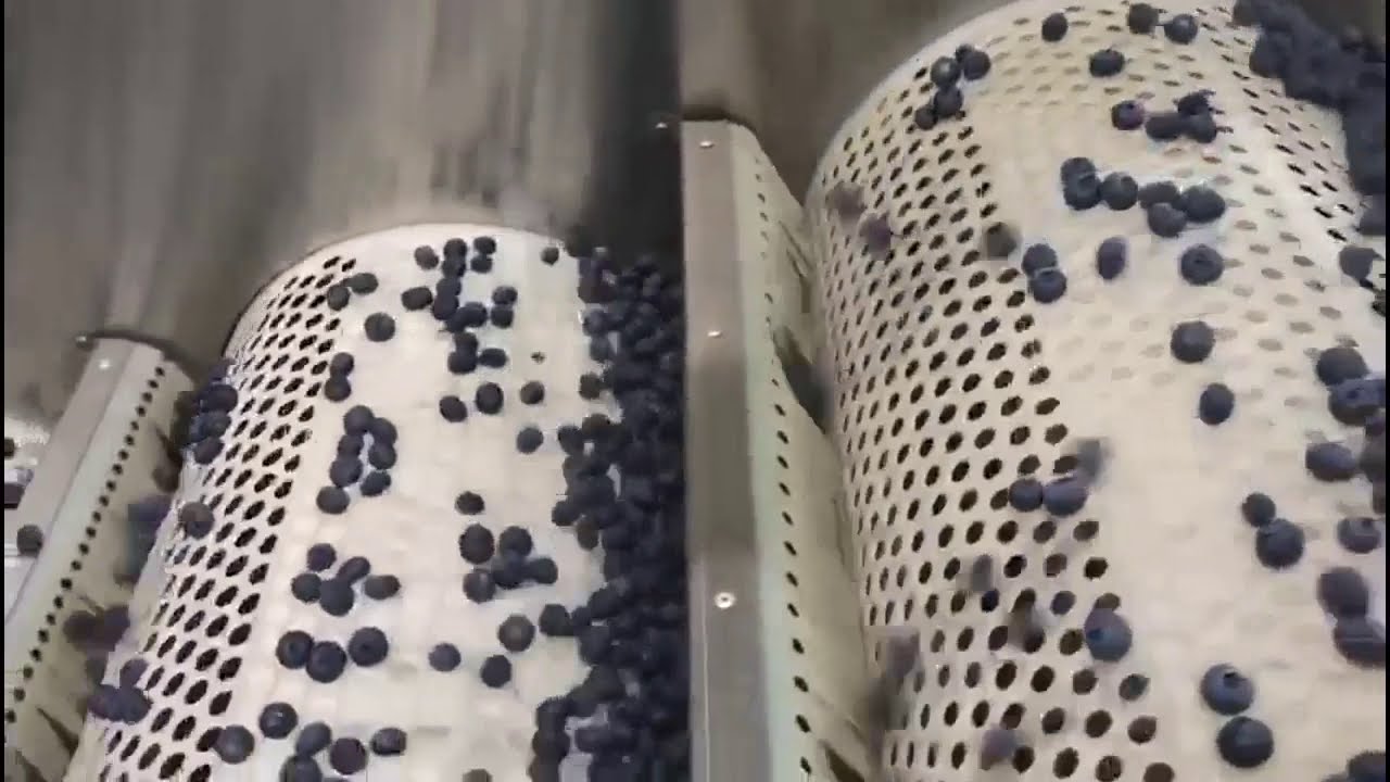 Blueberry sorter, Blueberry sizer - YouTube