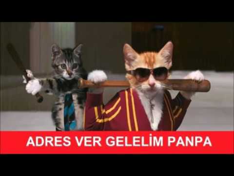 EN KOMİK VE GÜZEL KEDİ CAPSLERİ