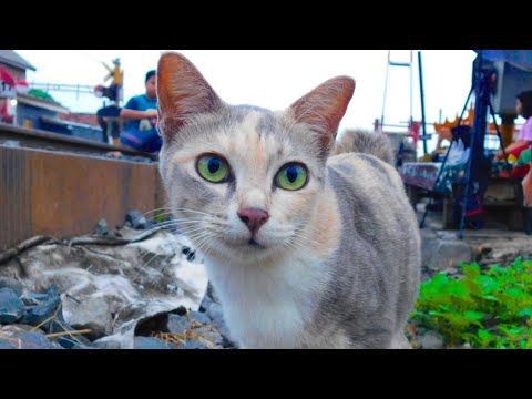 4K - Amazing Beautiful Street Cat In Train Crossing ! Say Hallo - YouTube
