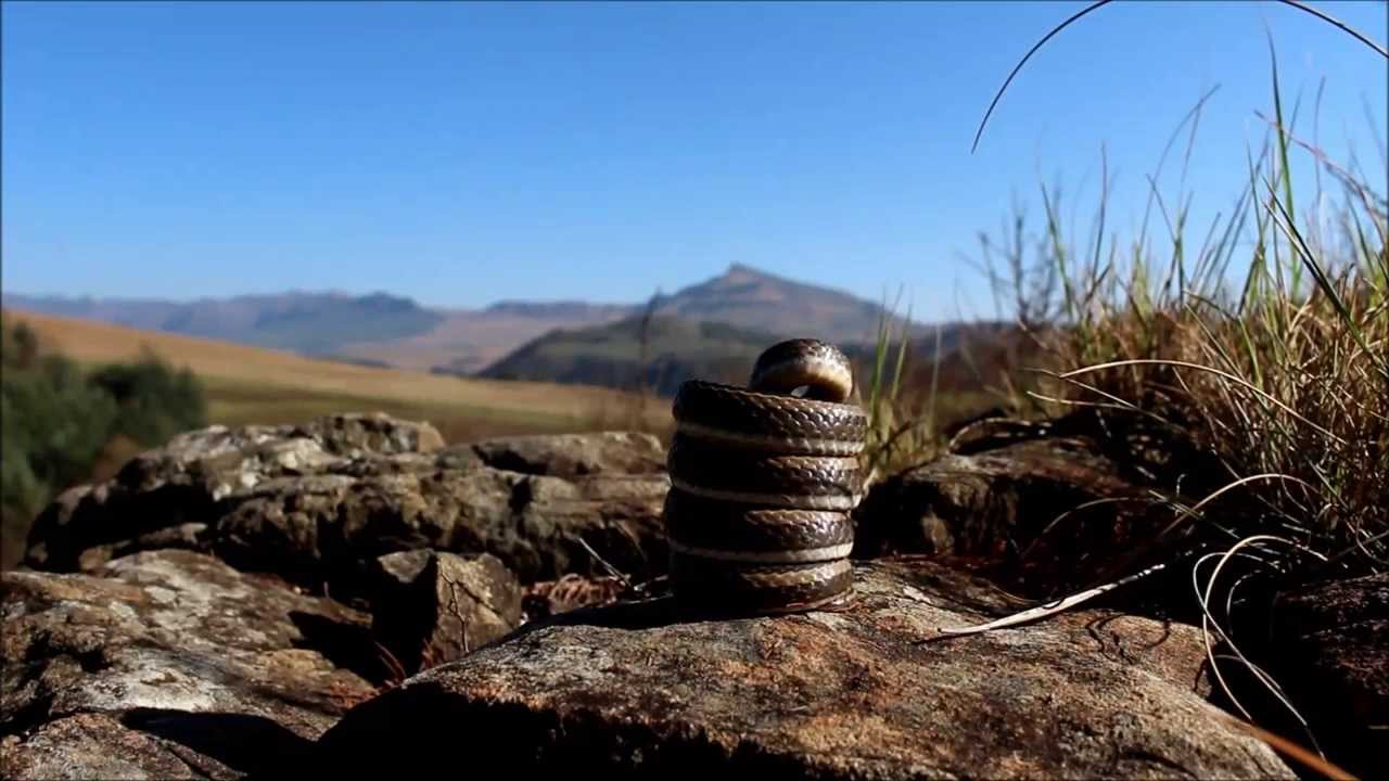 Snake 'springs' into defence! - YouTube