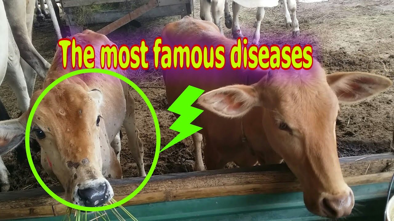 Pity the farmer trying to raise more cows, now all his cows are sick ...