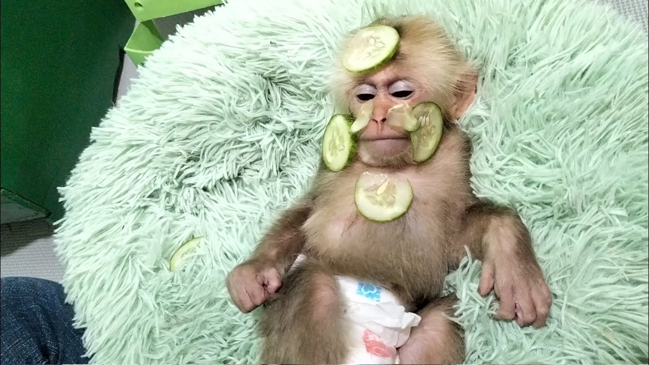Baby monkey Cutis applies cucumber to beautify - YouTube