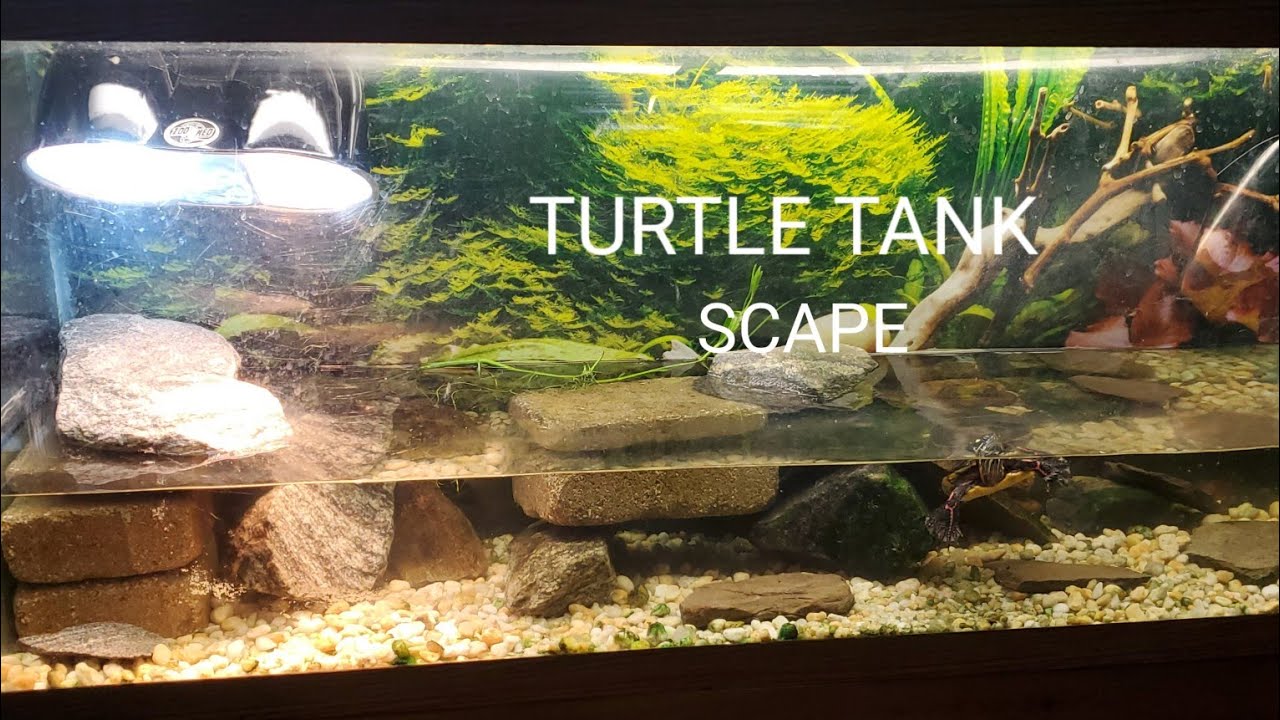 NEW TURTLE TANK SCAPE! - YouTube
