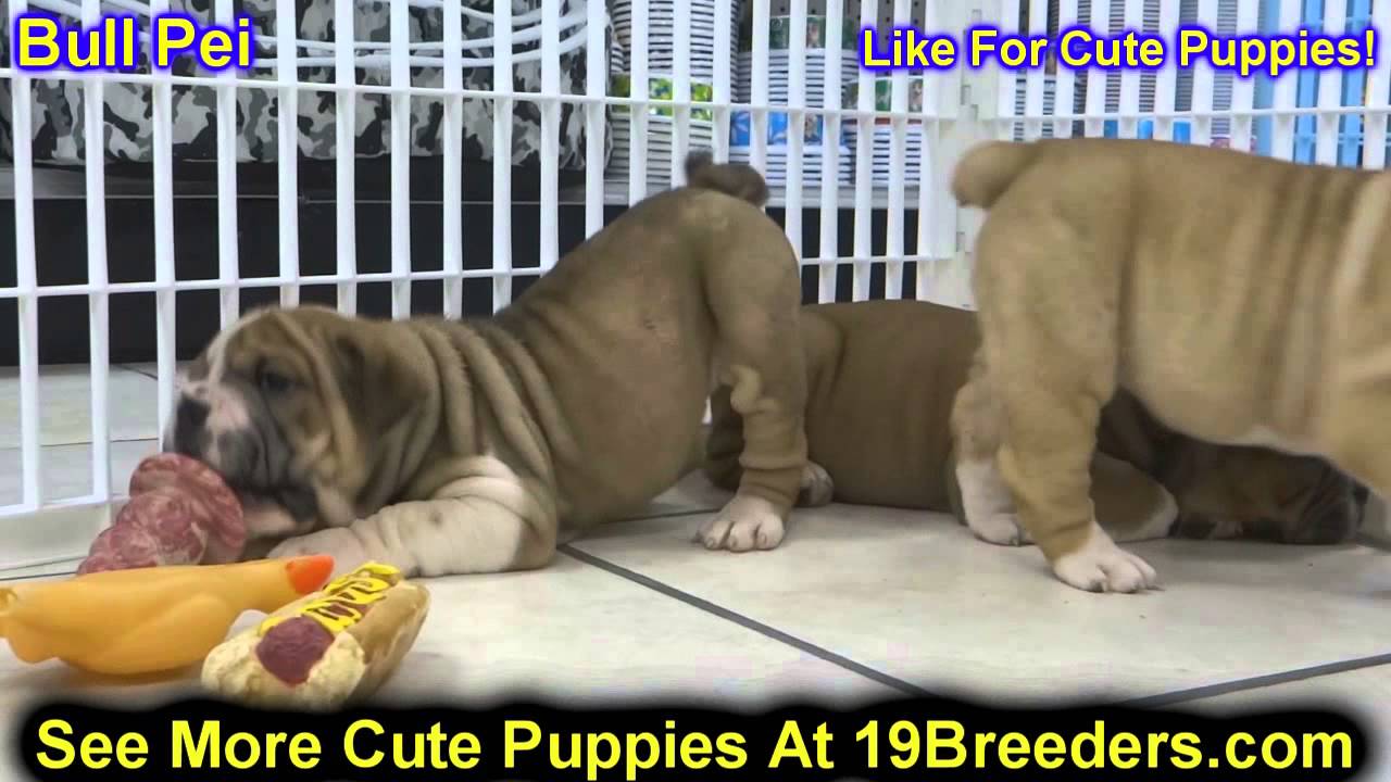 Bull Pei, Puppies, For, Sale, In, Edmond, Oklahoma, OK, Cleveland ...