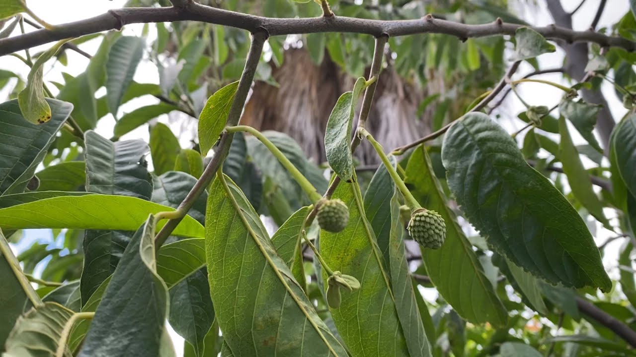 Rollinia tree 🌳setting fruits June 1, 2021 - YouTube