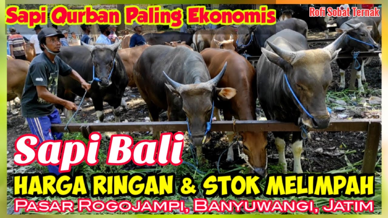 Sapi Bali Harga Ringan Dan Paling Ekonomis Untuk Qurban, Pasar ...
