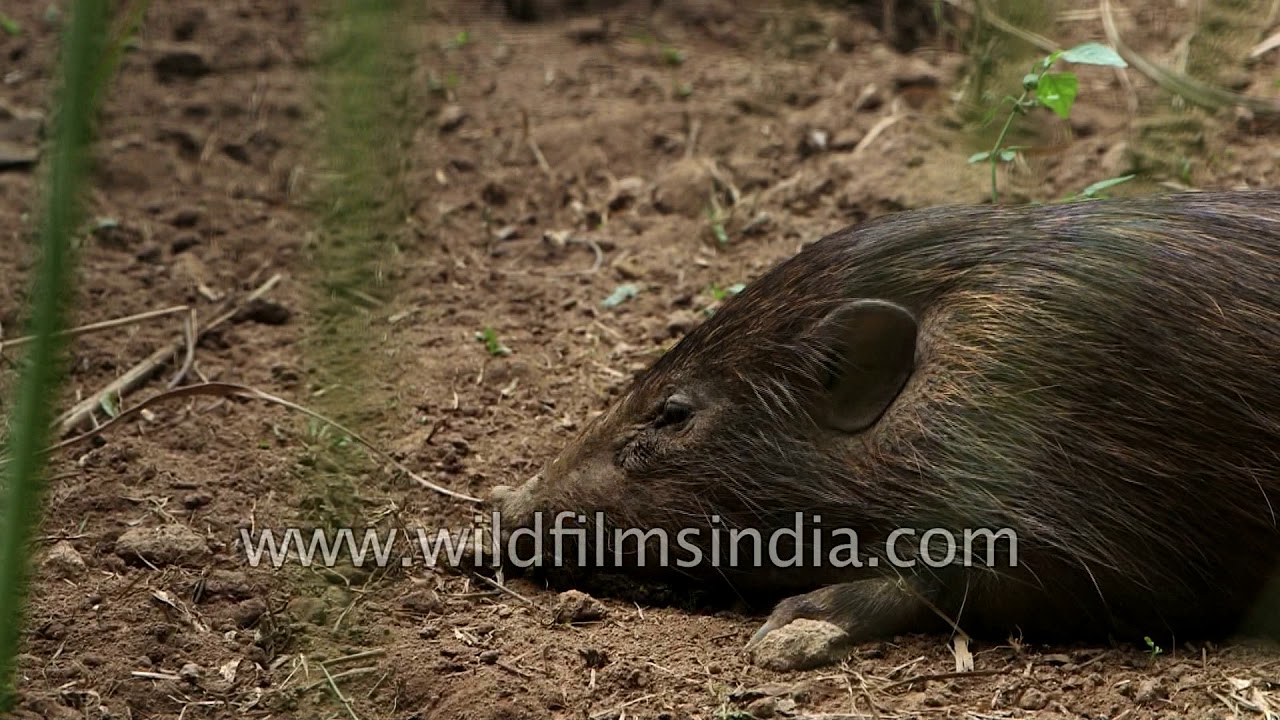 Pygmy Hog conservation - Success story from Assam - YouTube
