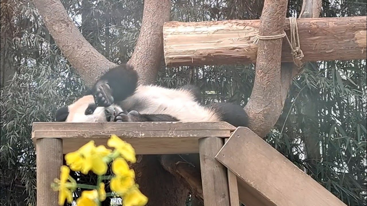 에버랜드 판다월드 푸바오 l 유채꽃과 푸바오 l Everland Panda Fubao - YouTube