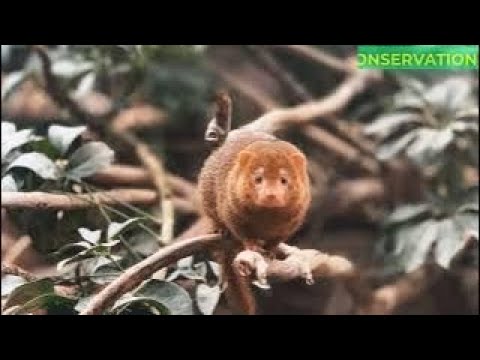 "Mongoose: Nature's Fearless Ninja!" - YouTube