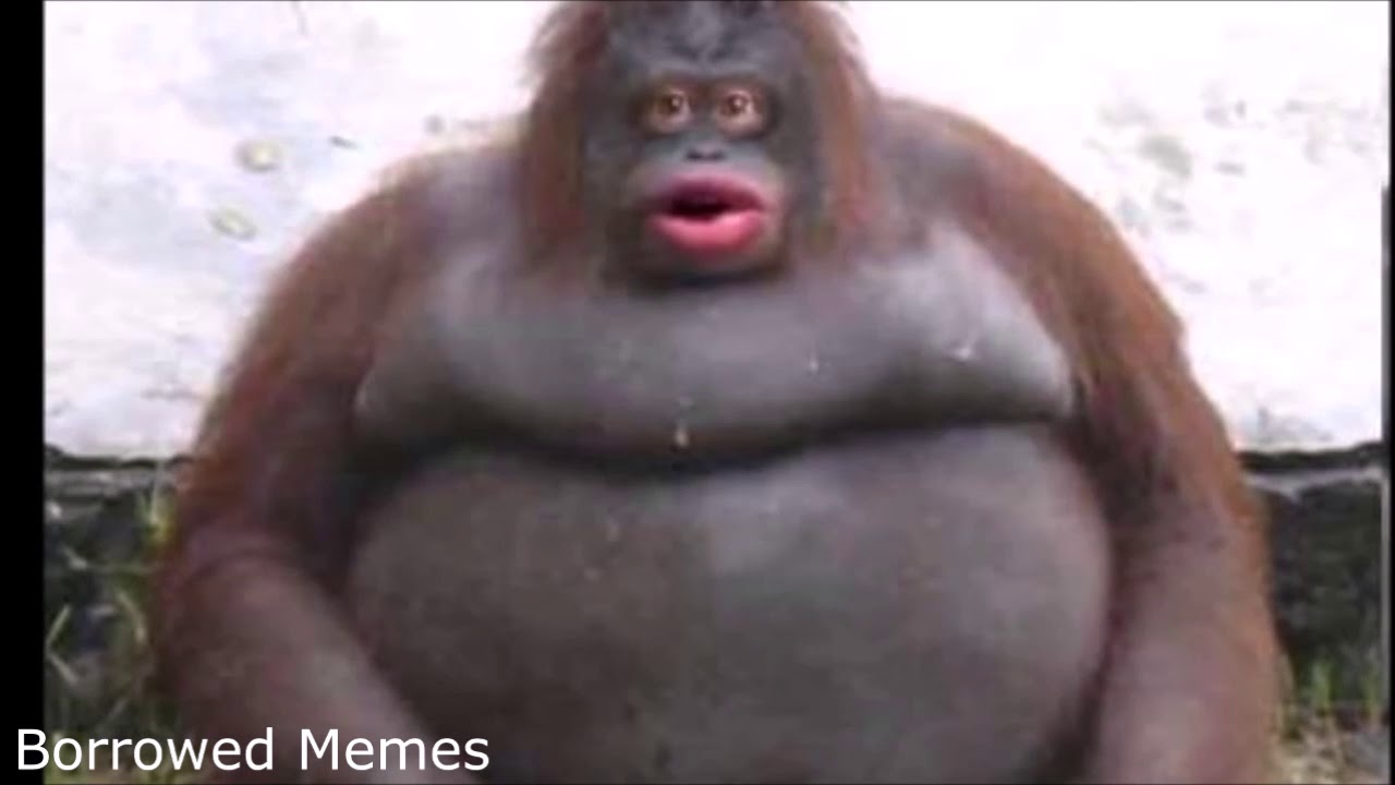 le monke for 10 hours - YouTube