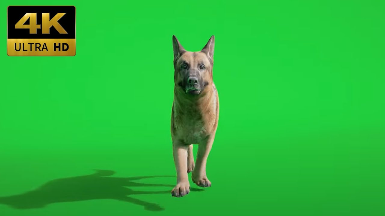 046 - Green Screen | Chroma Key | Animal 4K | Dog - YouTube