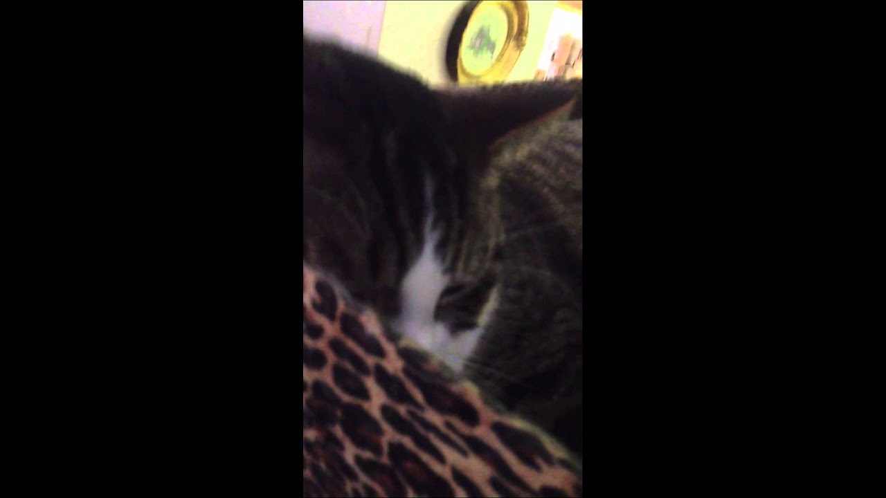 Dexter the Cat - YouTube