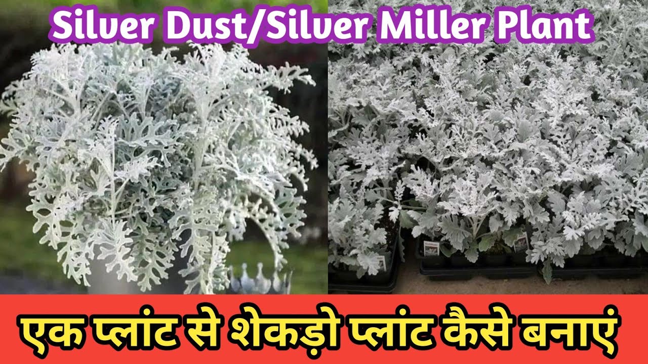 How To Grow Silver Miller Plant.Silver Miller पौधे को कैसे लगाएं ...