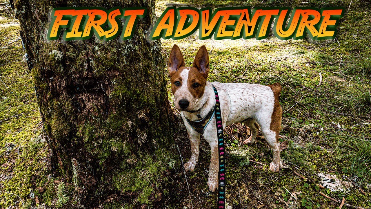 An Adventure Dog's First Adventure - YouTube