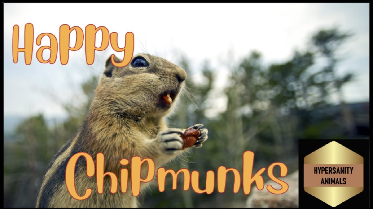 Happy Chipmunks: Instant Smile Boost! - YouTube
