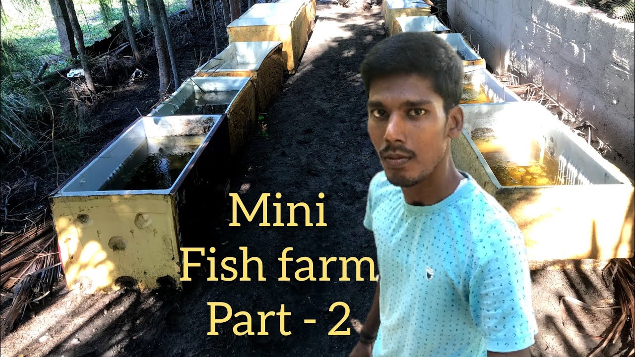 mini Fish Farm update part - 2 #color fish #farm #aquarium - YouTube