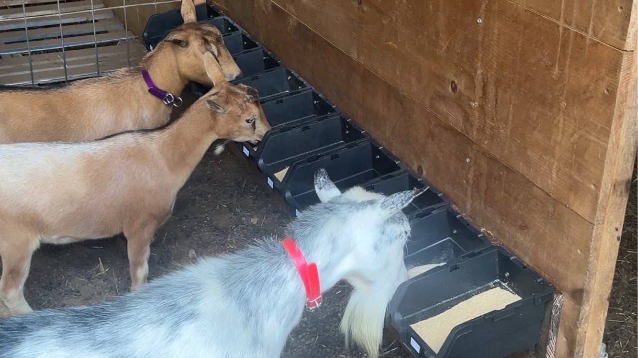 DIY Goat Mineral Bar! | Three Little Goats Homestead - YouTube
