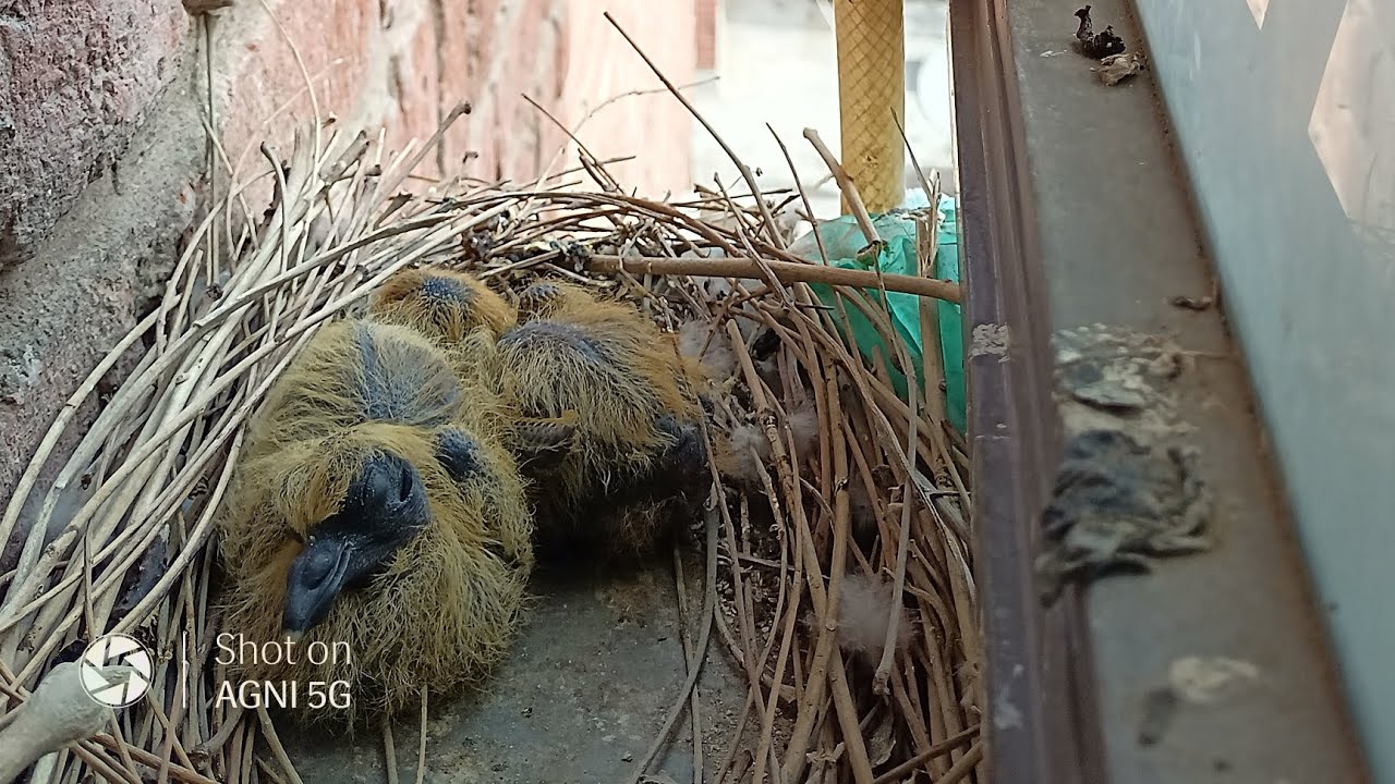 Cute and lovely squabs 🥰😘 ️🥰😍♥️ - YouTube