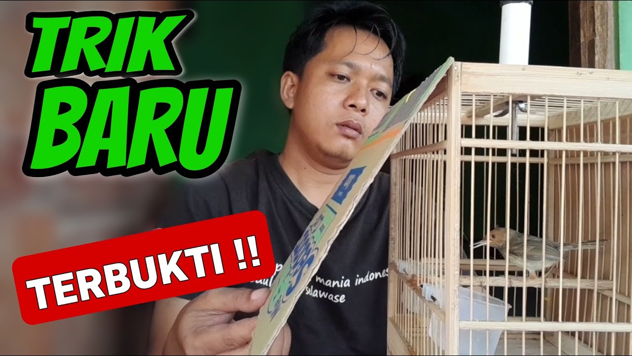 CARA TERBARU ‼️ Merawat Prenjak Bahan Agar Cepat Bunyi - YouTube