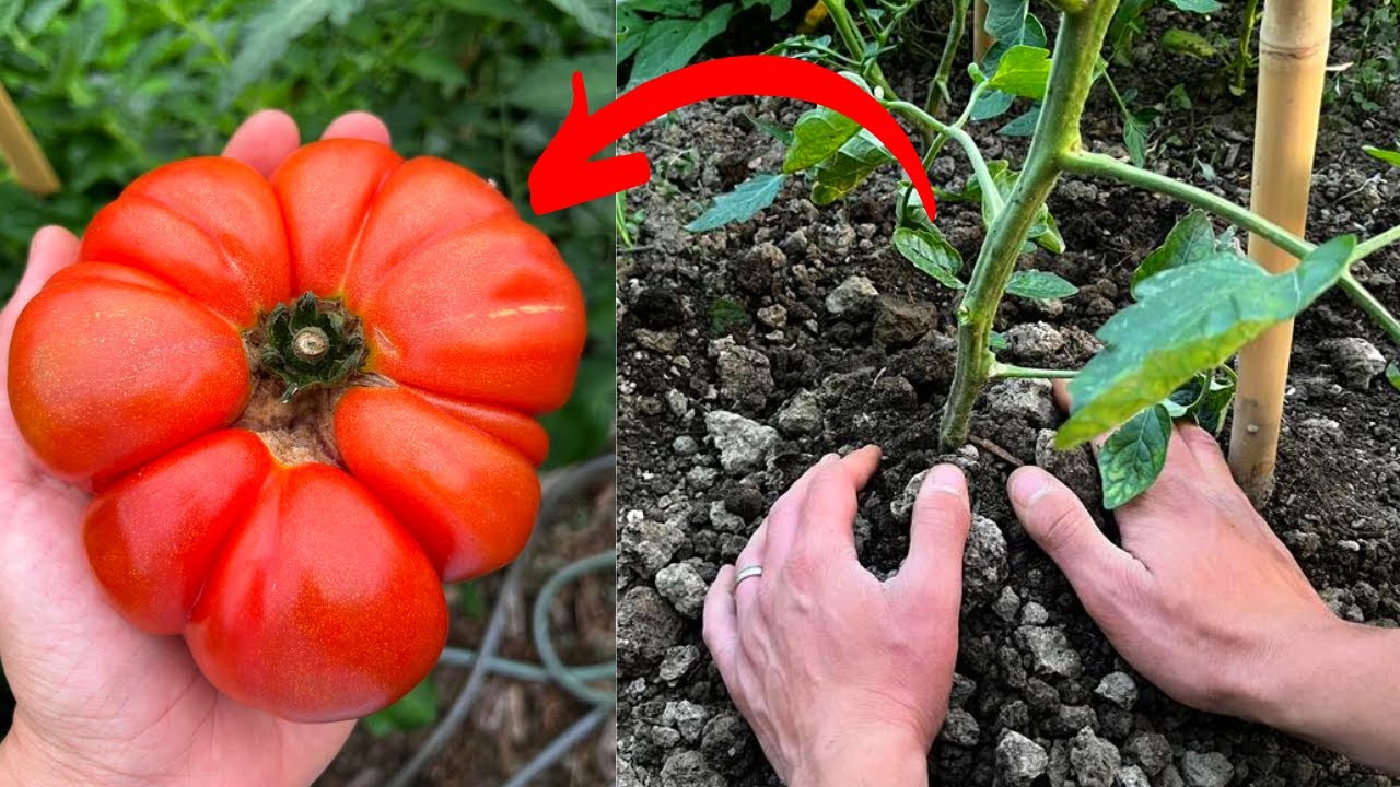 Foloseste Acest Simplu Truc Pentru Rosii Mari si Gustoase! - YouTube