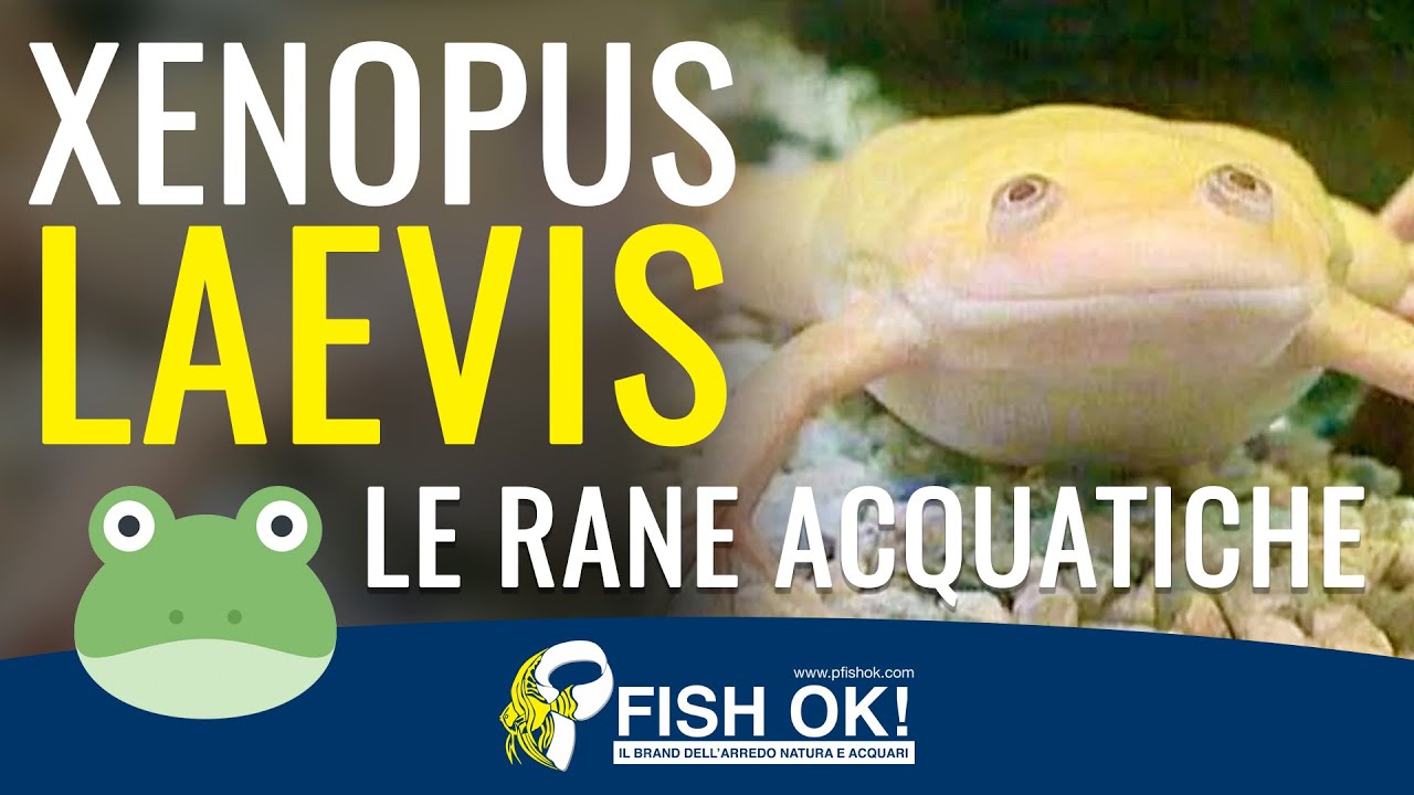 🐸 Conosci le Rane per Acquario - XENOPUS LAEVIS - YouTube