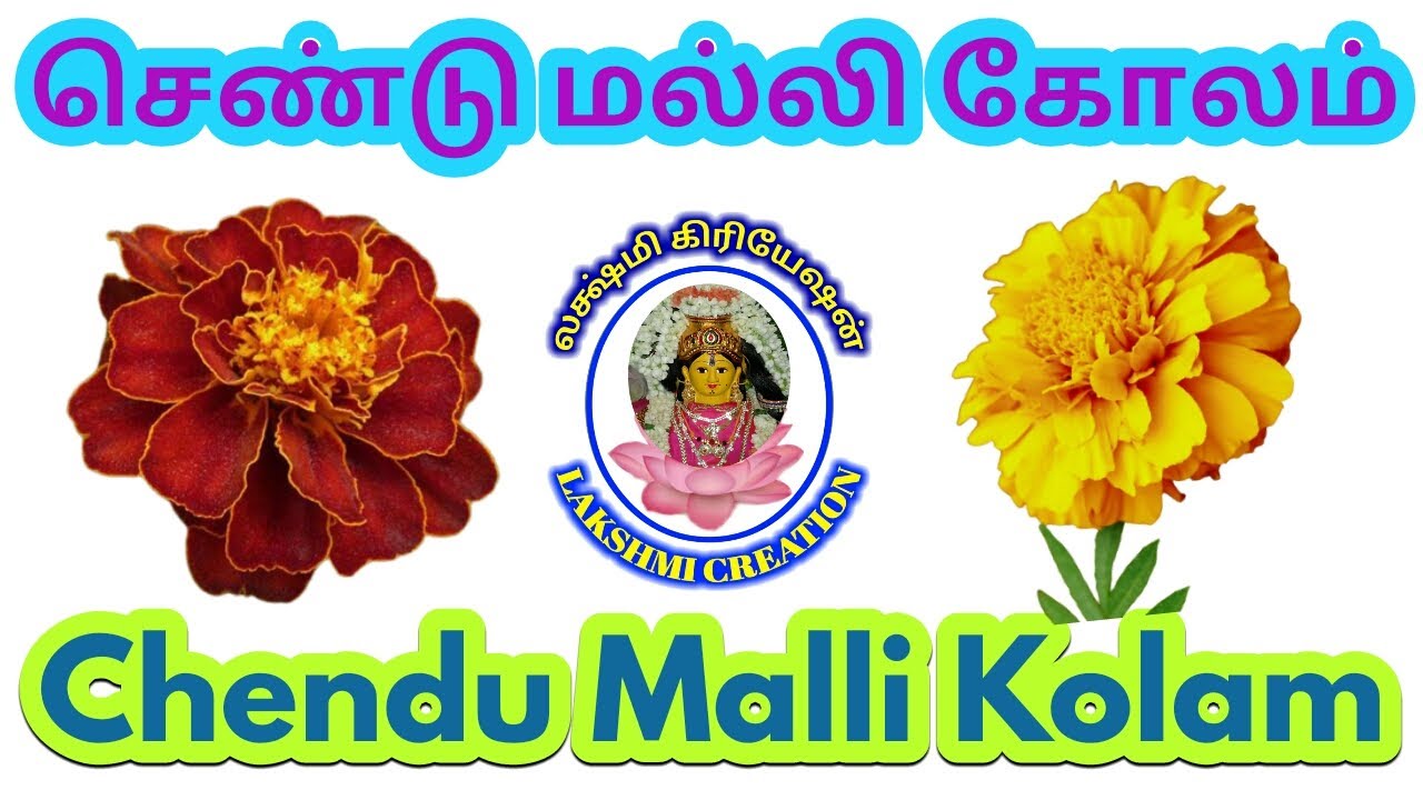 செண்டு மல்லி கோலம் / Chendu Malli Kolam / Easy Kolam / Daily Kolam ...