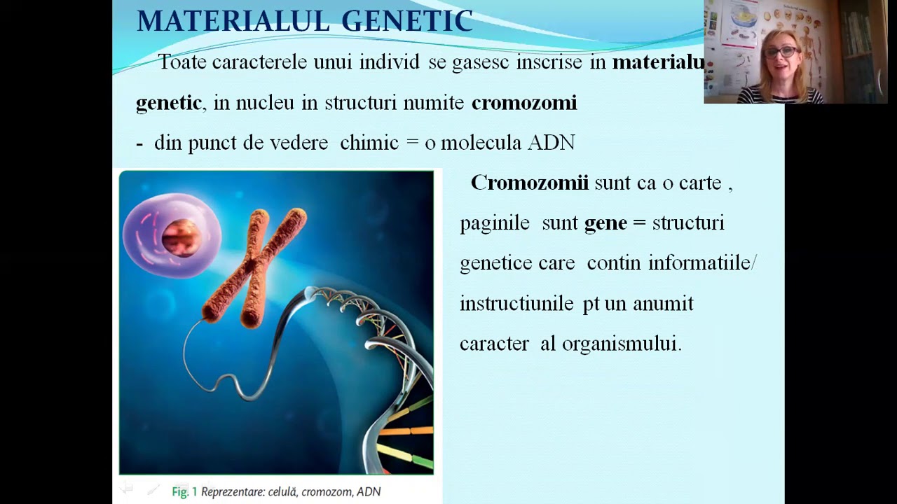 VIII.1. EREDITATEA SI VARIABILITATEA - Lectii de biologie clasa a VIII ...