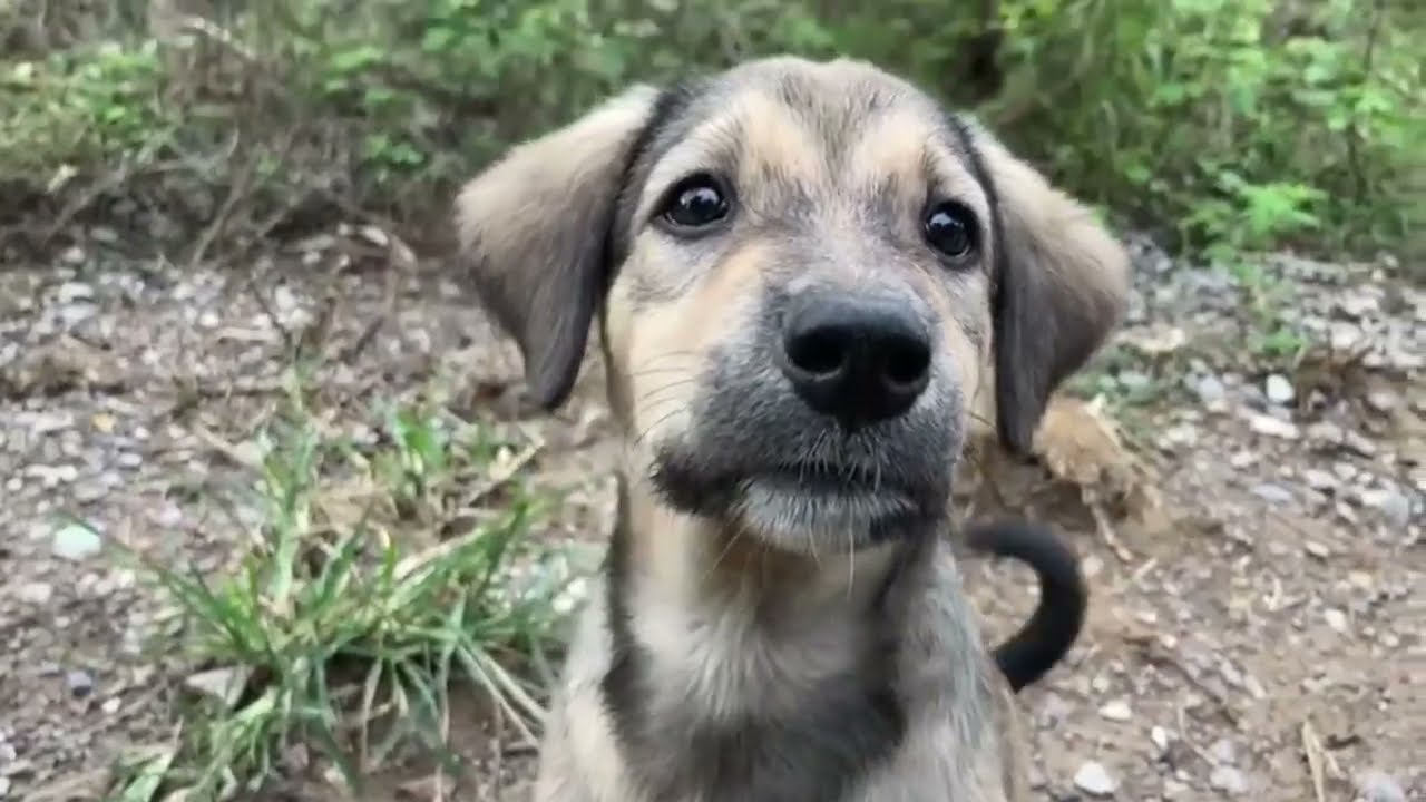 Never turn a blind eye to poor puppy having many mango worms, gathering ...