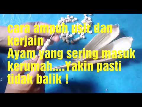 Jebakan yang ampuh usir ayam