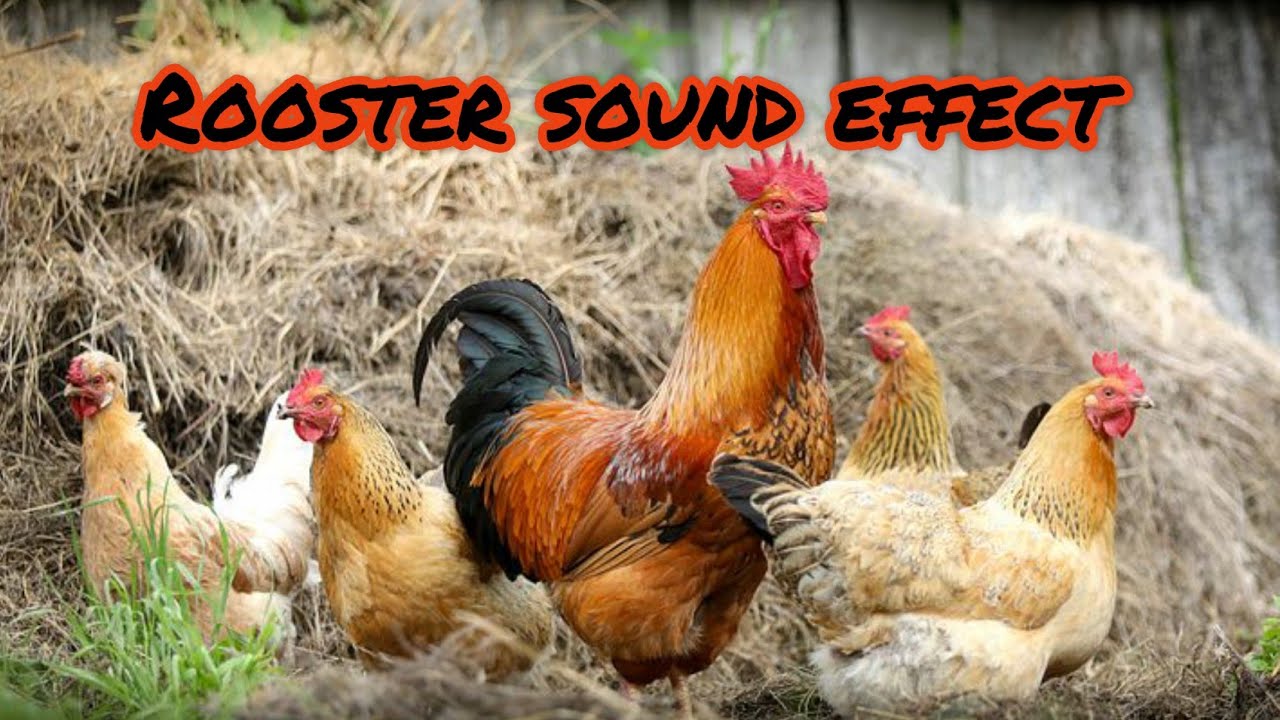 Rooster sound effect | nature sounds | satisfying nature sounds - YouTube