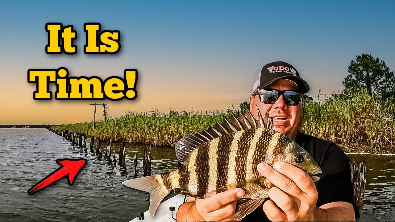 When The Weather COOLS... The SHEEPSHEAD FEED!!! *Catch, Clean, and ...