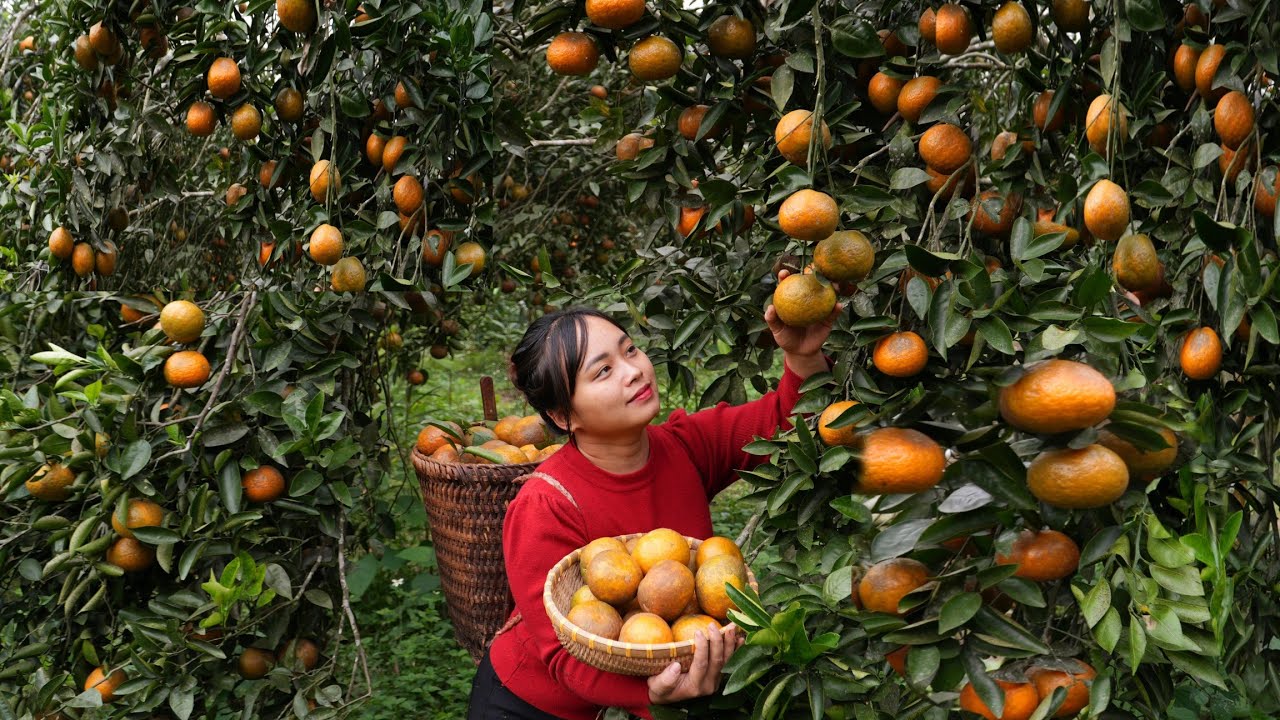 Harvesting Orange Paradise: A Day in the Life of an Orange Farmer - YouTube
