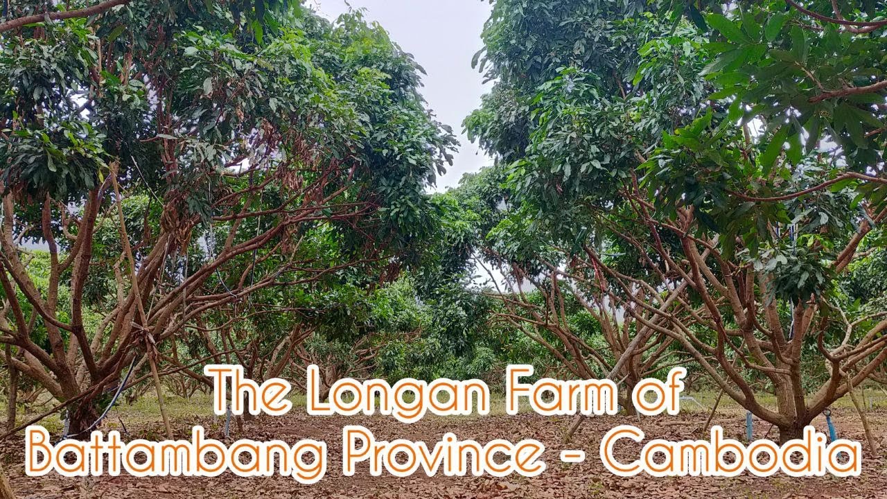 The Longan Farm in Battambang Province, Cambodia | Cambodian ...