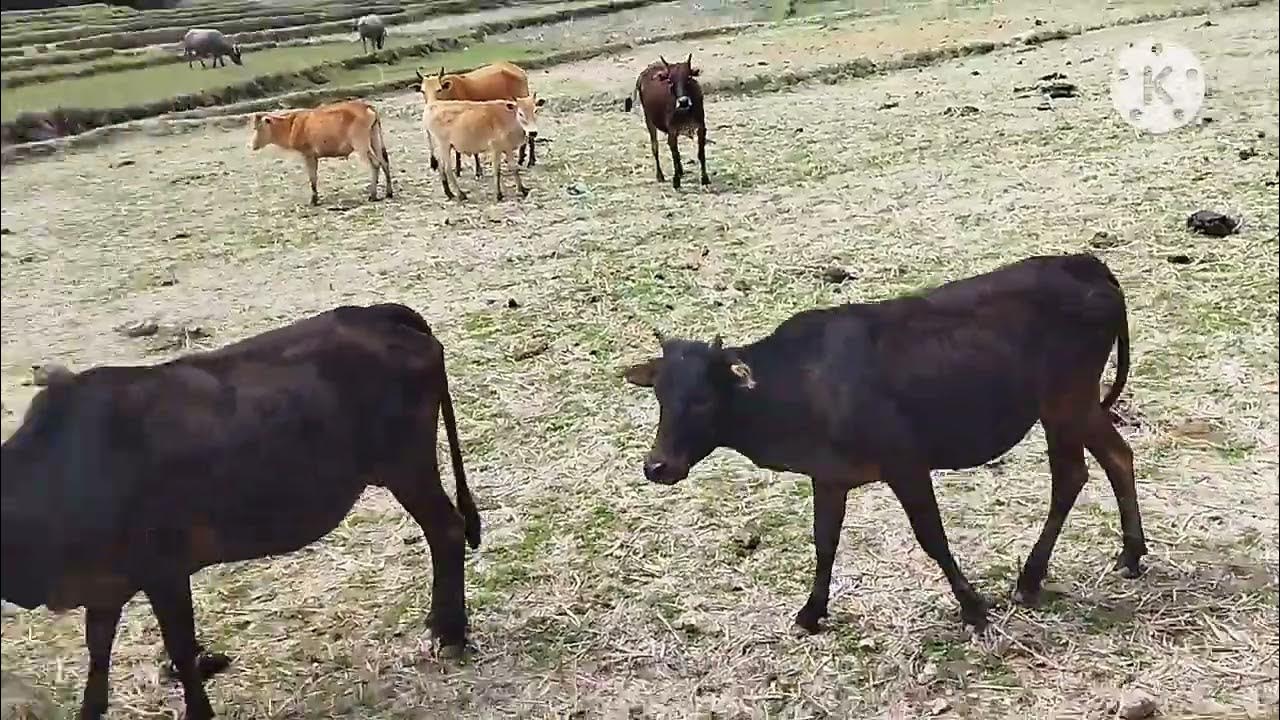 Hnub no mus saib nyuj tom liam 11/03/2025 - YouTube