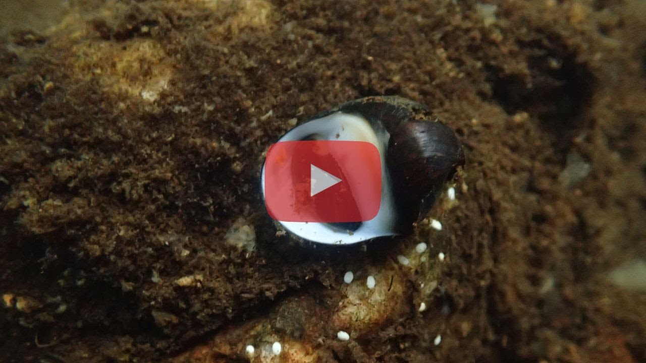 Neritina variegata - Variegated Nerite - YouTube