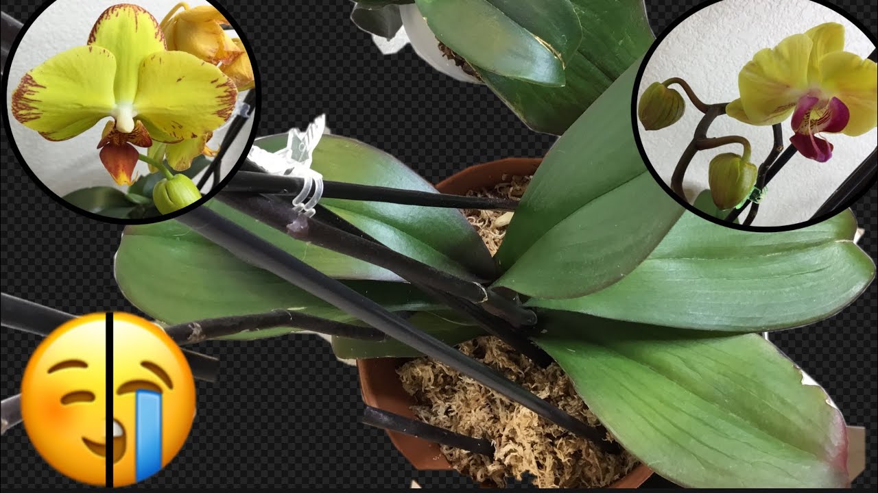 OVERWATERING EFFECT ON ORCHIDS - YouTube