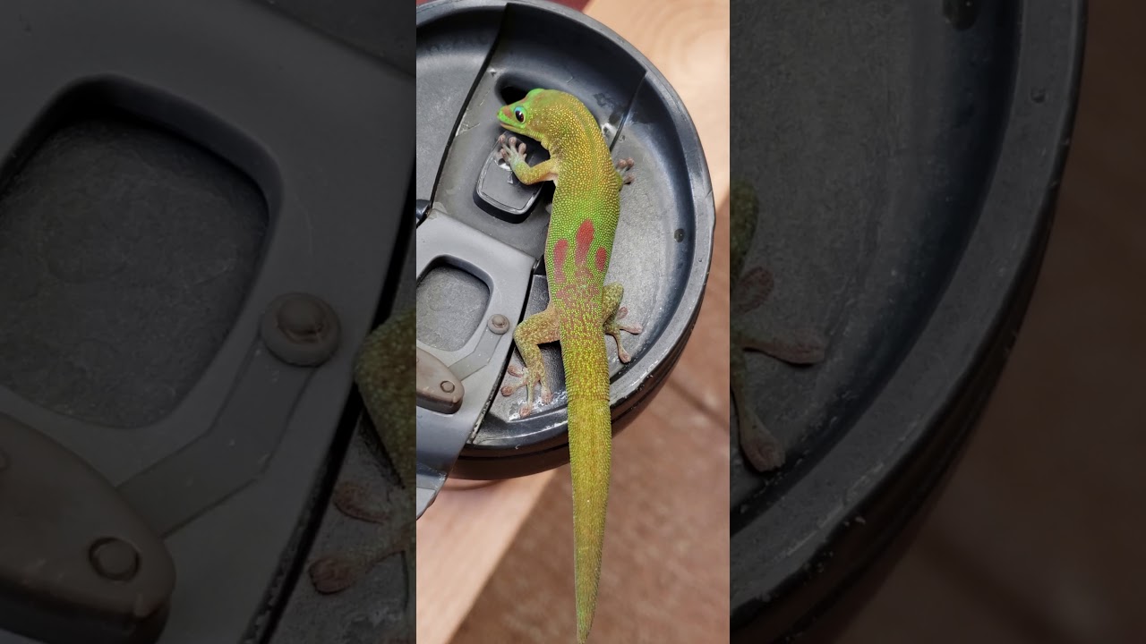 Geico lizard drinking coffee - YouTube