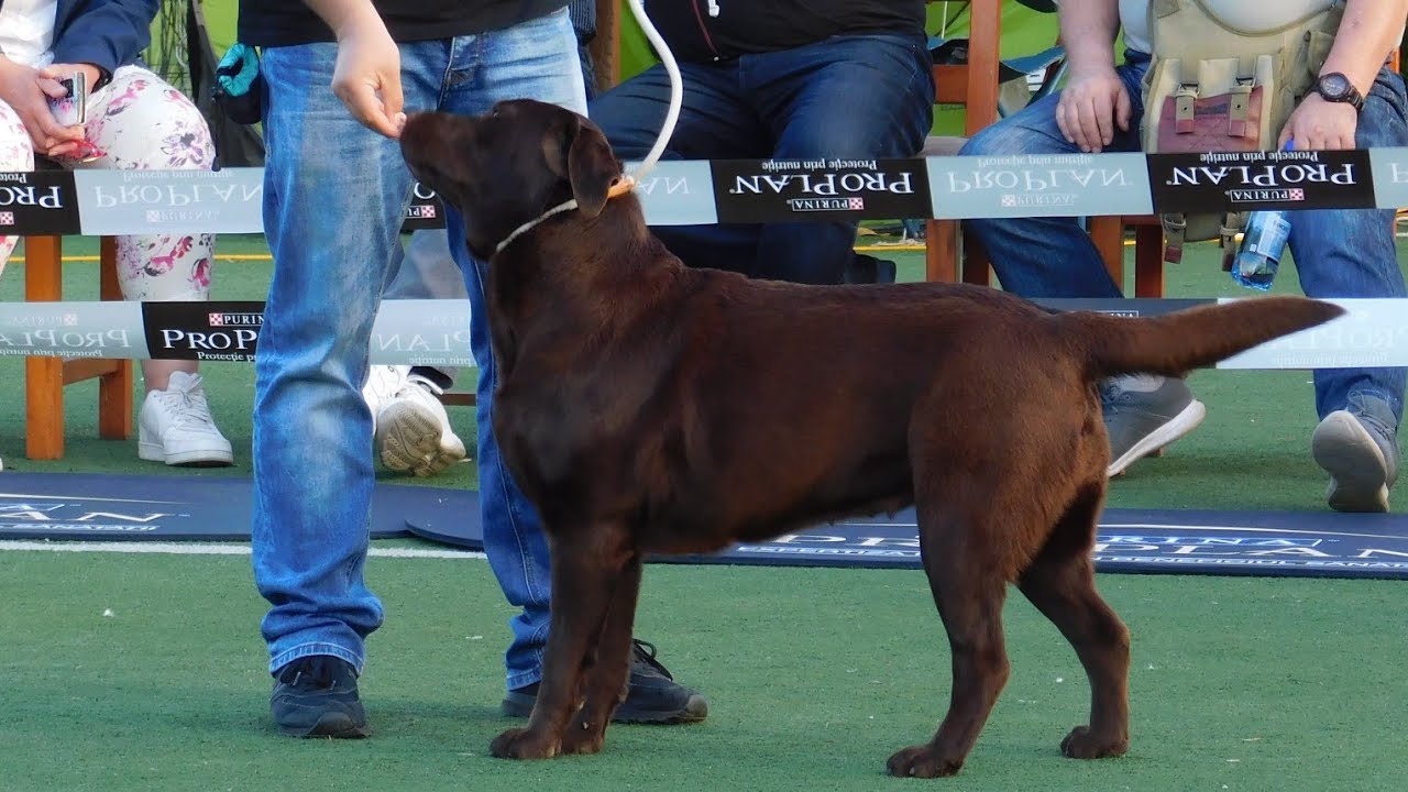 EXPOZITIE DE CLUB 7 APRILIE 2024 RETRIEVERI SI CAINI DE APA - LABRADORI ...