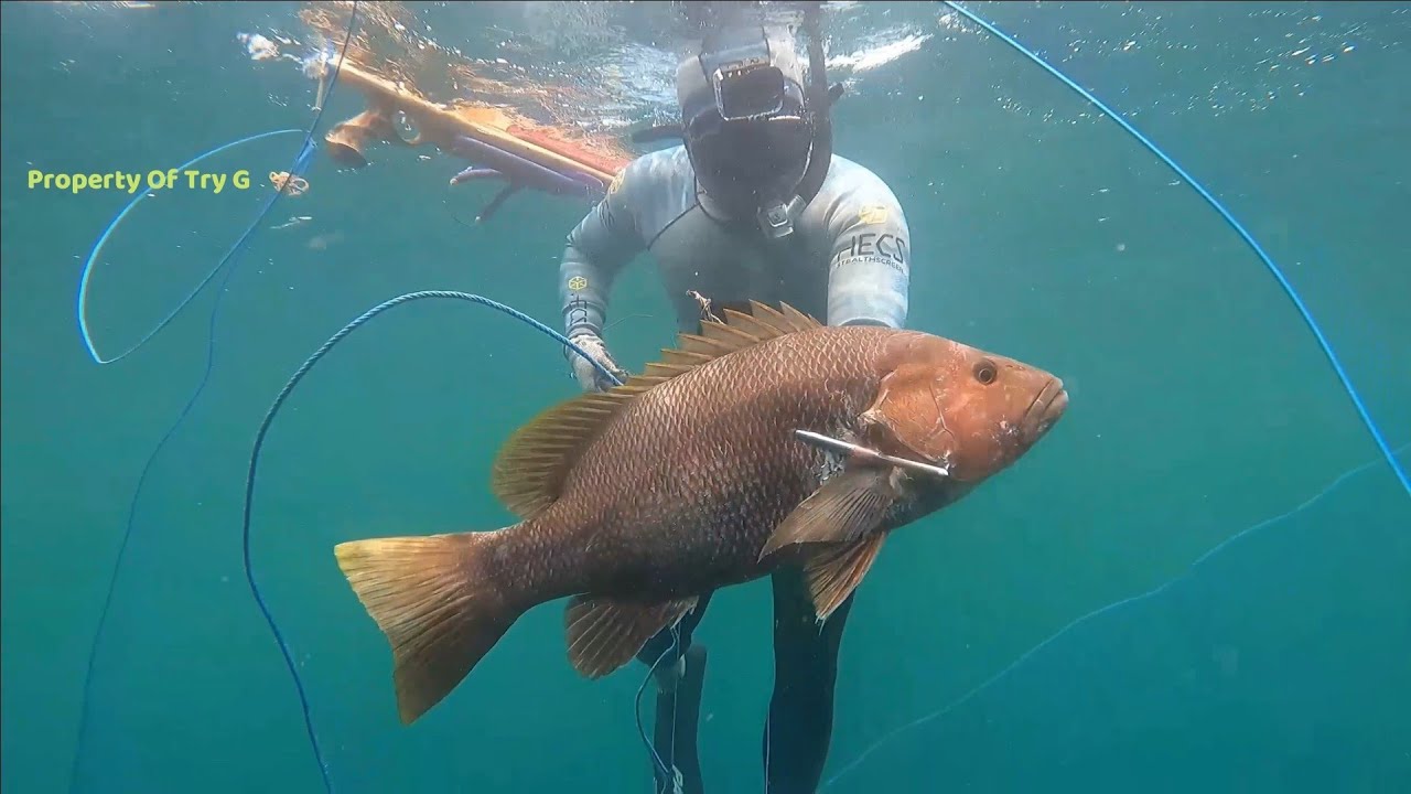 HUNTING BLACK BASS, MAORI AND MANGROVE JACK - YouTube