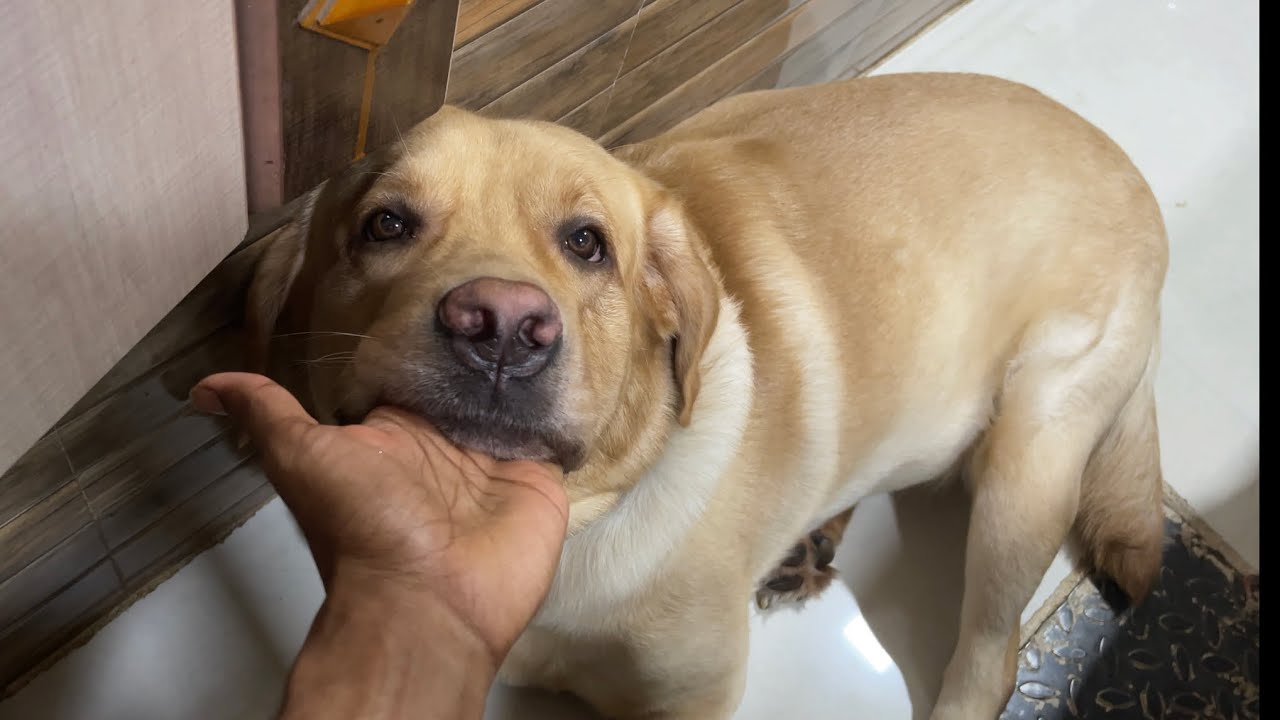 A normal annoying sunday of nail cut failure of my Little John the ...