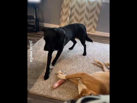 Dog Video – Sneaky pup trying to steal brother’s bone (Jukin media)