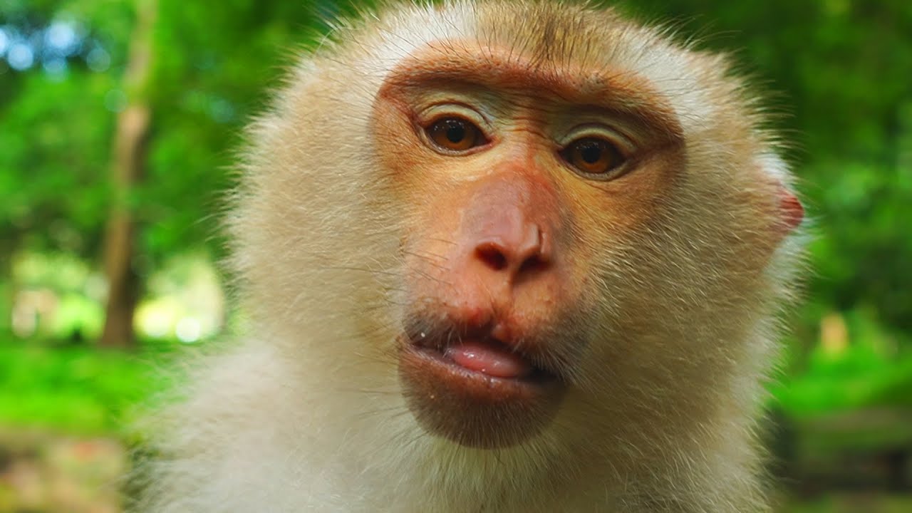 Pregnant monkey Joyce wonder what is in my samara & came close to look ...